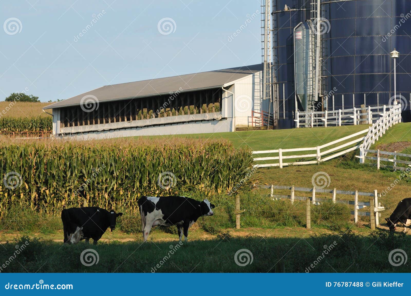 Pennsylvania Farm with Dairy Cows Stock Photo - Image of growing ...