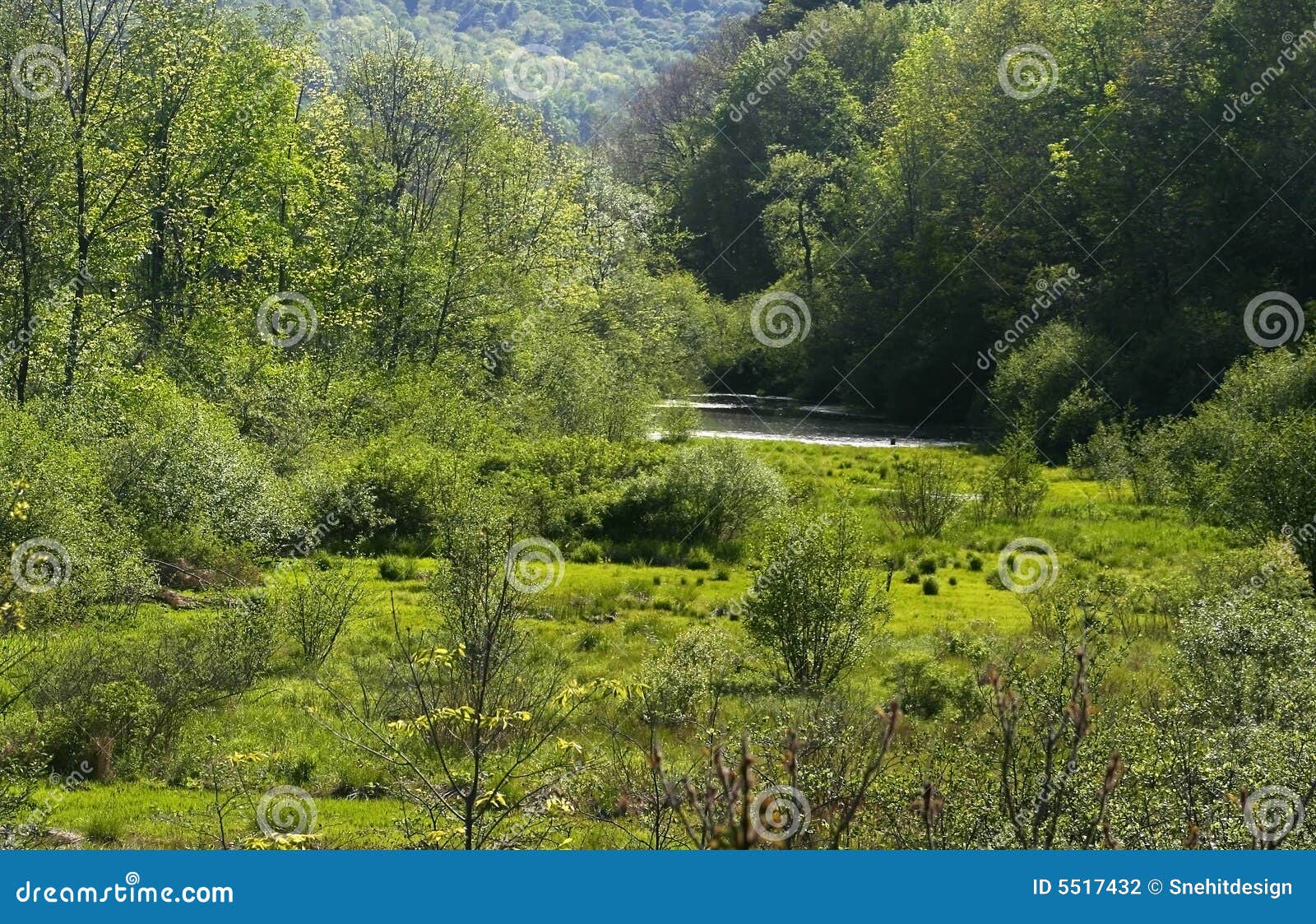 Pennsylvania Forest stock photo. Image of wild, beauty - 5517432