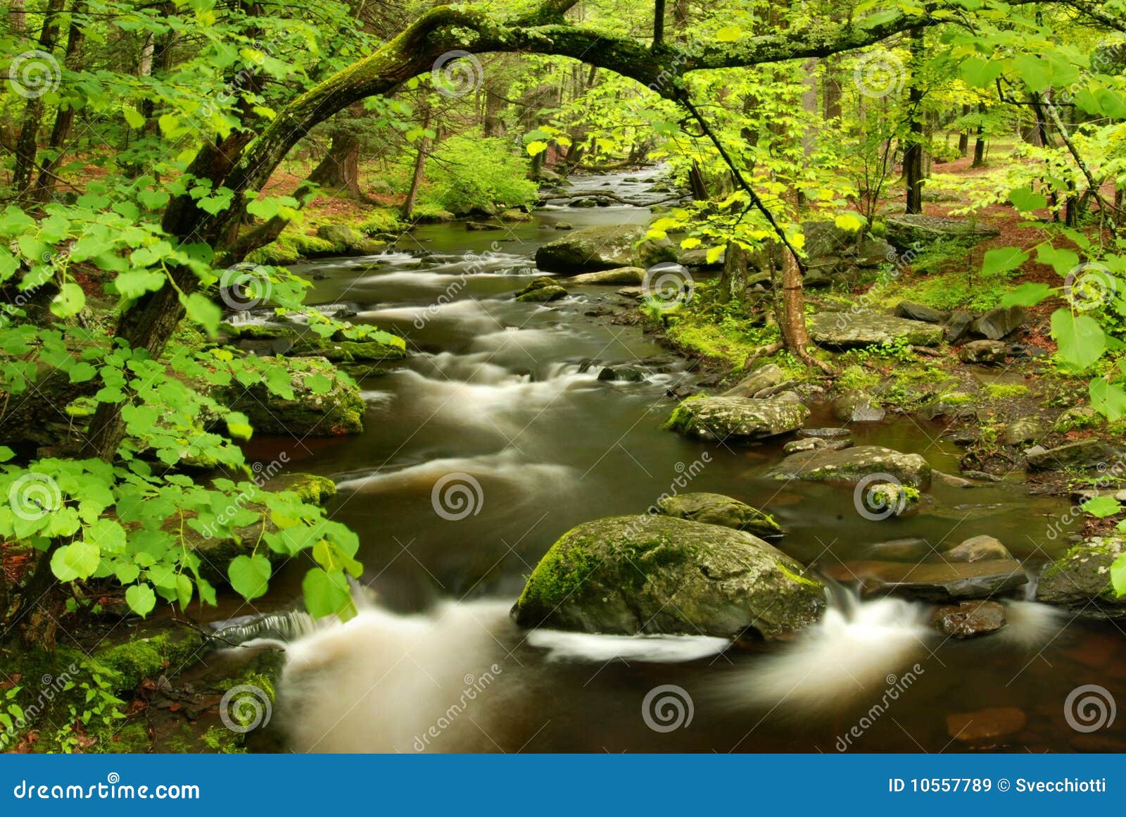 Pennsylvania Forest Stream stock image. Image of water - 10557789
