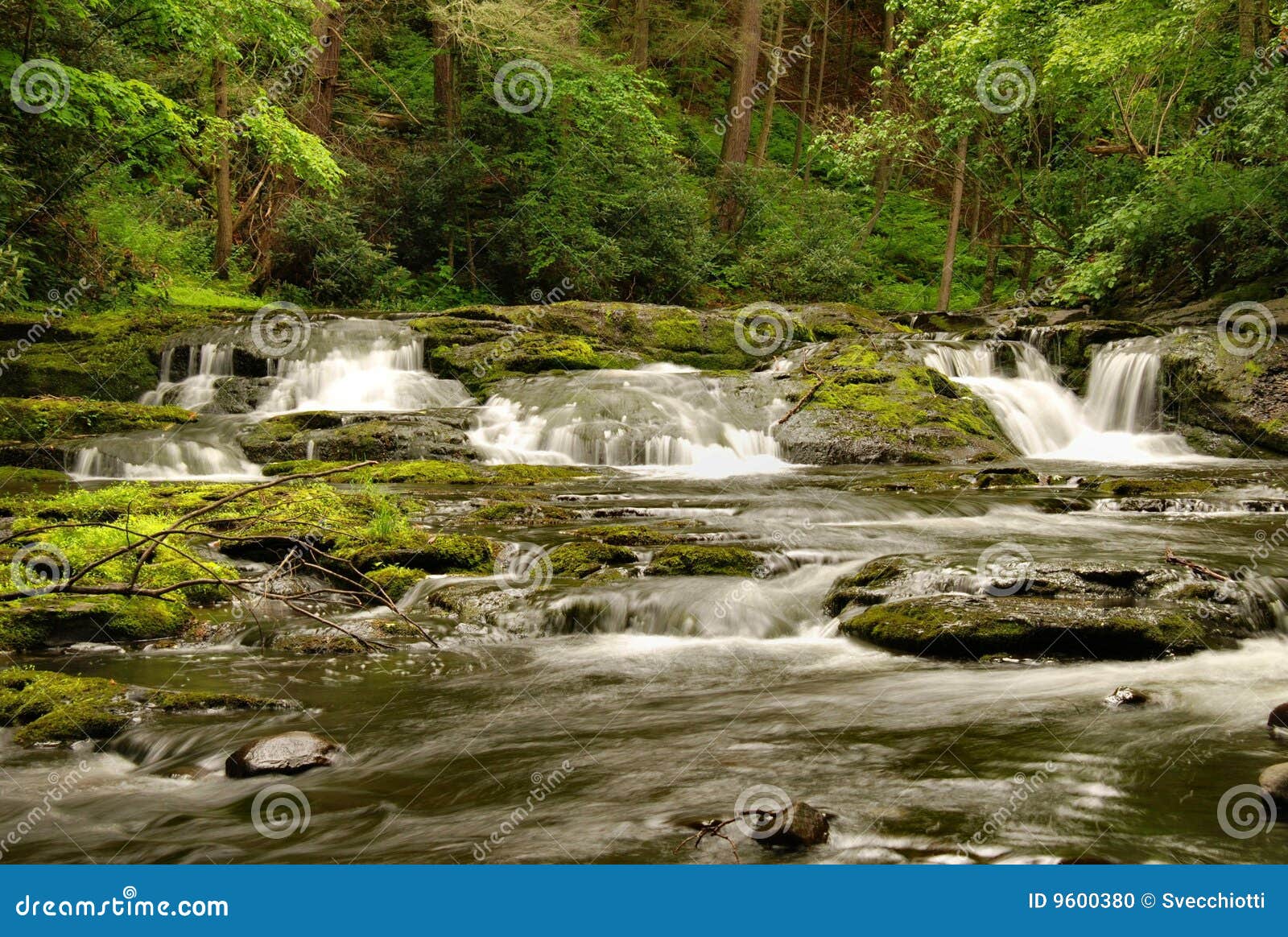 Pennsylvania Forest Stream stock photo. Image of water - 9600380