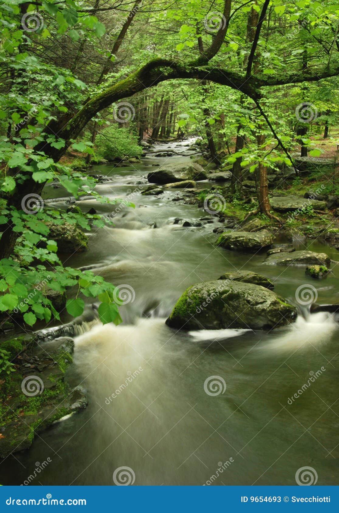 Pennsylvania Forest Stream stock image. Image of national - 9654693
