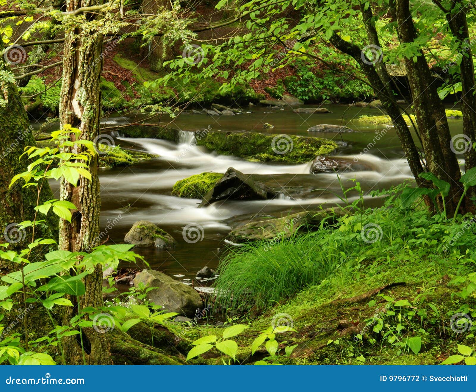 Pennsylvania Forest Stream stock photo. Image of destination - 9796772