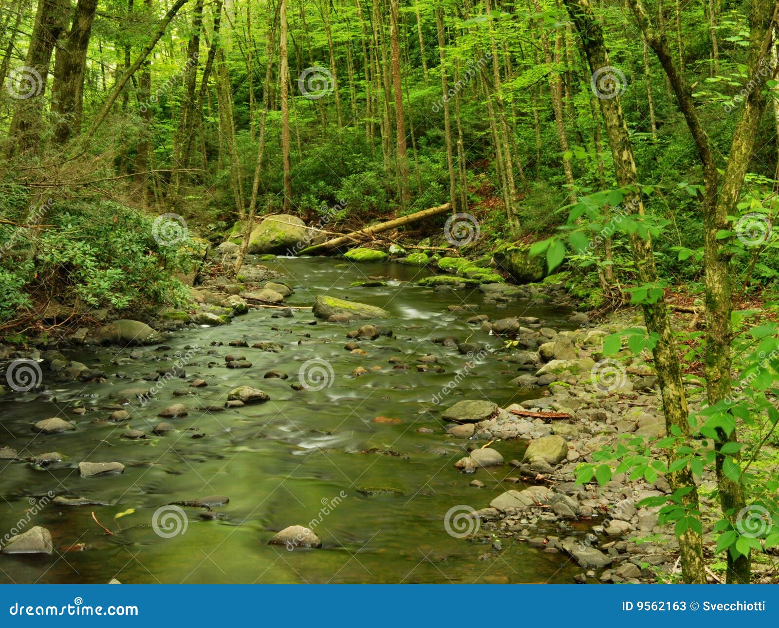 Forest Stream Spring