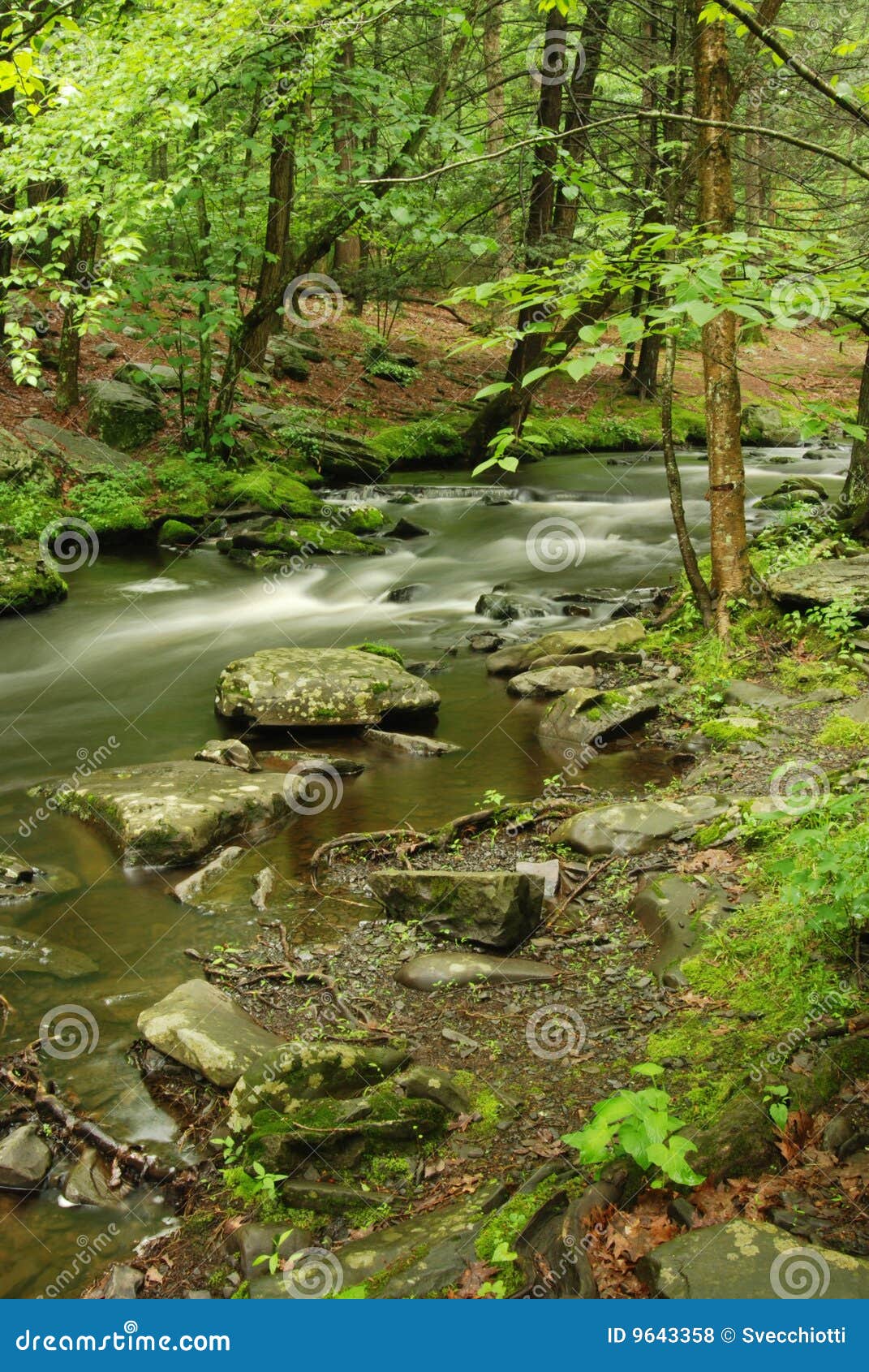 Pennsylvania Forest Stream in Spring Stock Photo - Image of park, ferry ...
