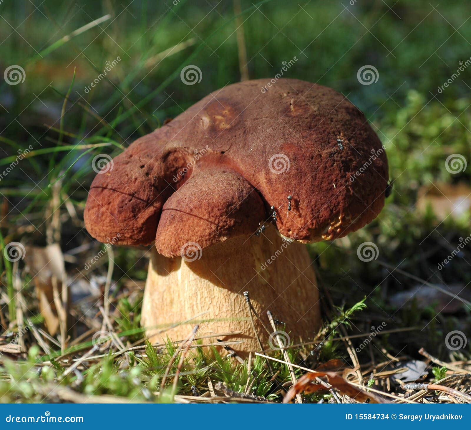 Penny bun with ants. stock photo. Image of backgrounds - 15584734
