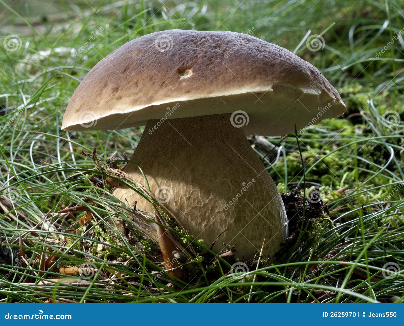 Penny Bun In Grass Royalty-Free Stock Photography | CartoonDealer.com ...