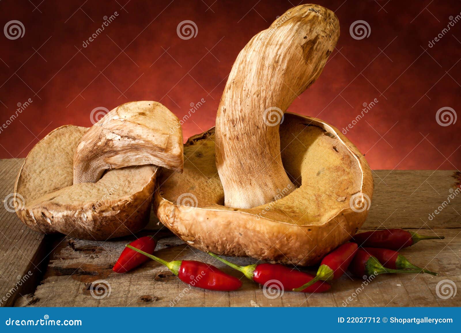 Penny Buns for Drying stock photo. Image of closeup, mushroom - 22027712