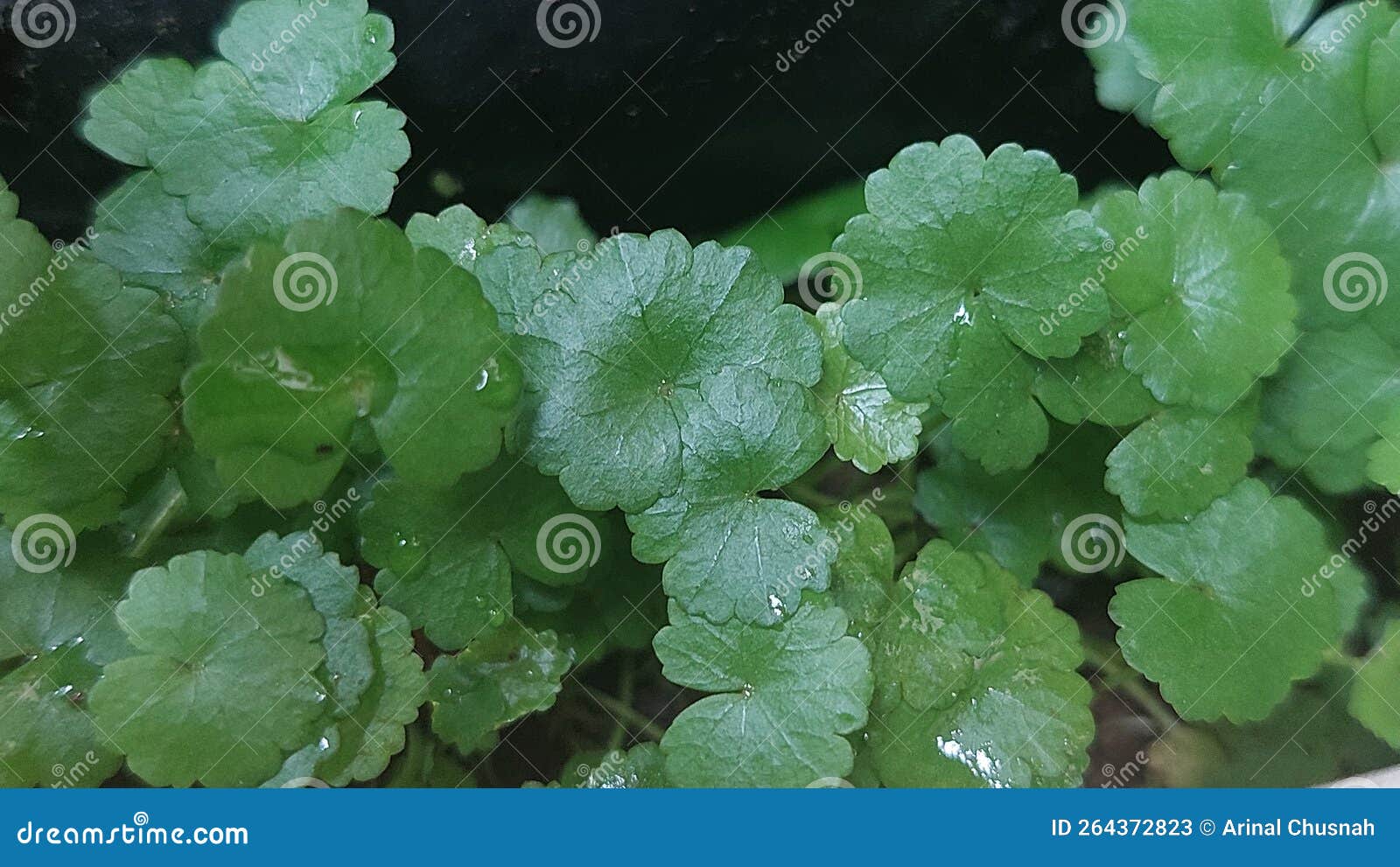 Penny leaf green black stock image. Image of wildflower - 264372823