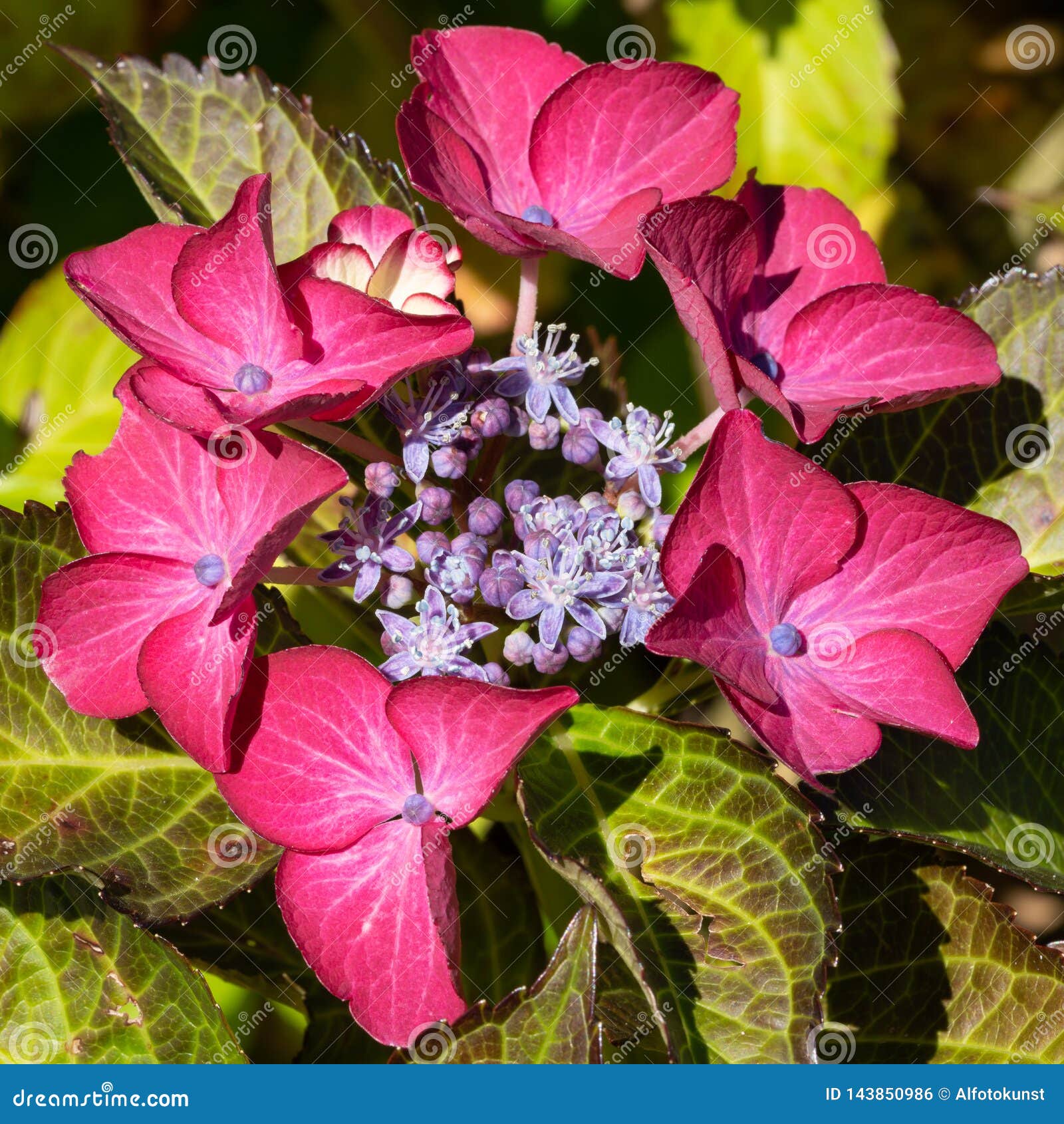Penny Mac, Hydrangea Macrophylla Stock Photo - Image of macrophylla ...