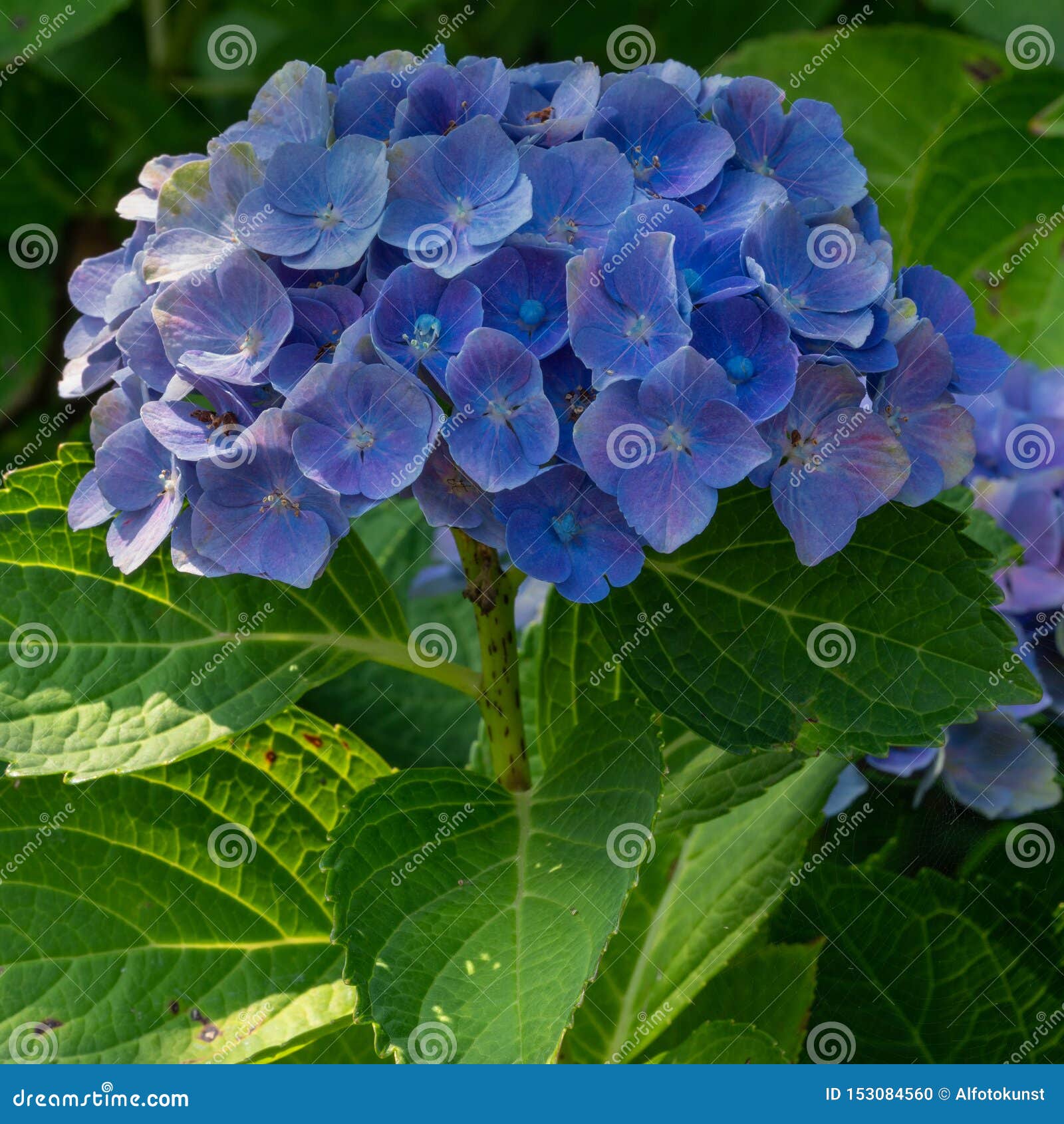 Penny Mac, Hydrangea Macrophylla Stock Photo - Image of freshness ...