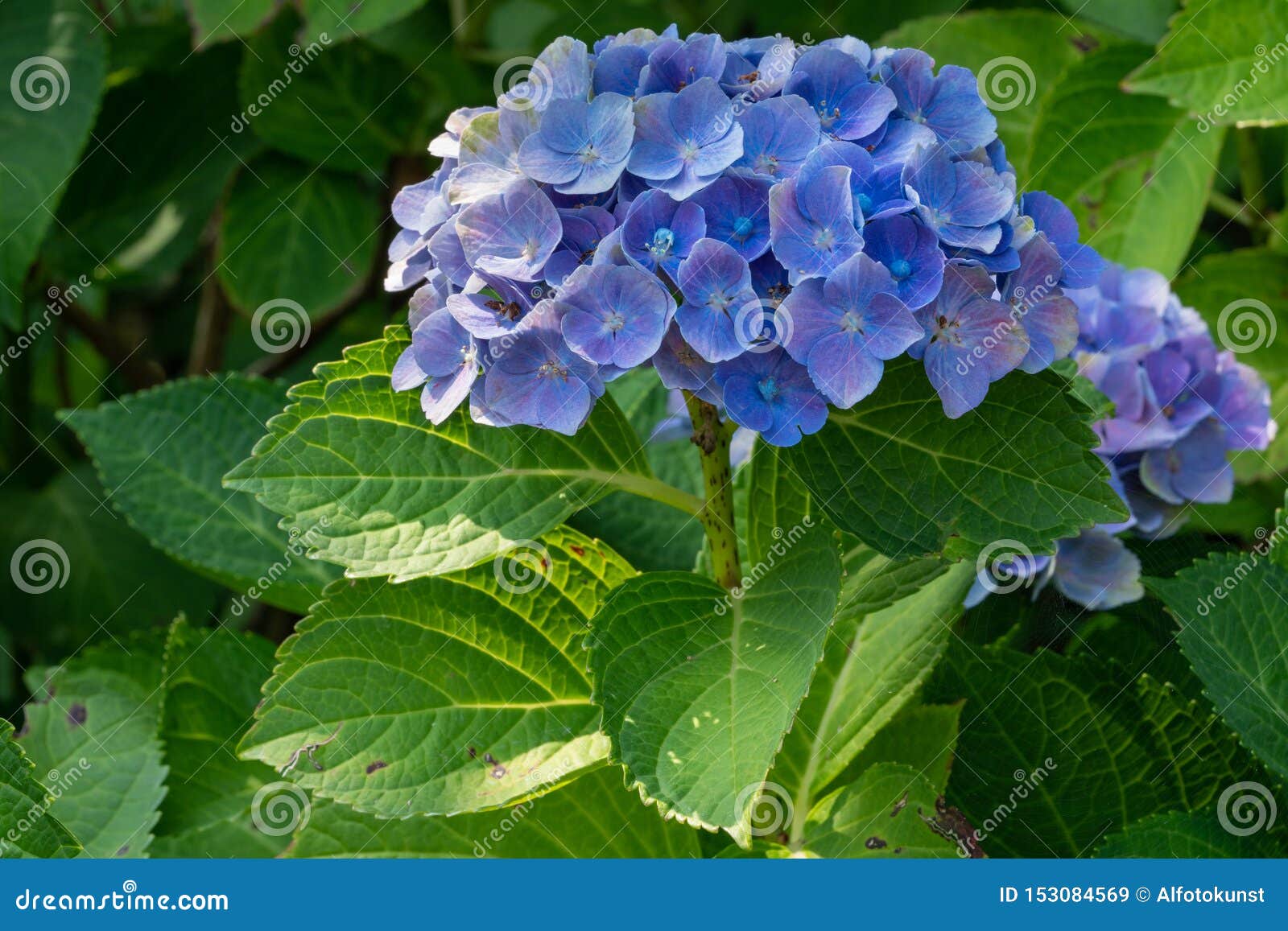 Penny Mac, Hydrangea Macrophylla Stock Image - Image of blossom, bloom ...