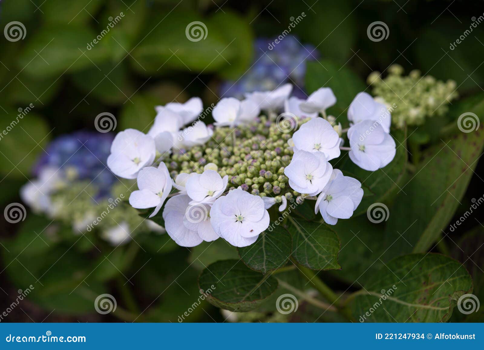 Penny Mac, Hydrangea Macrophylla Stock Photo - Image of scenic, shrub ...