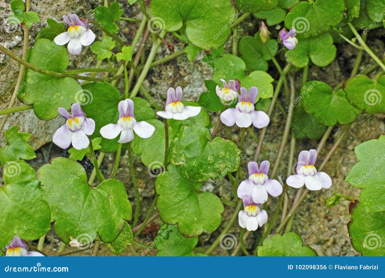 Pennywort photo stock. Image du arbre, spontané, europe - 102098356