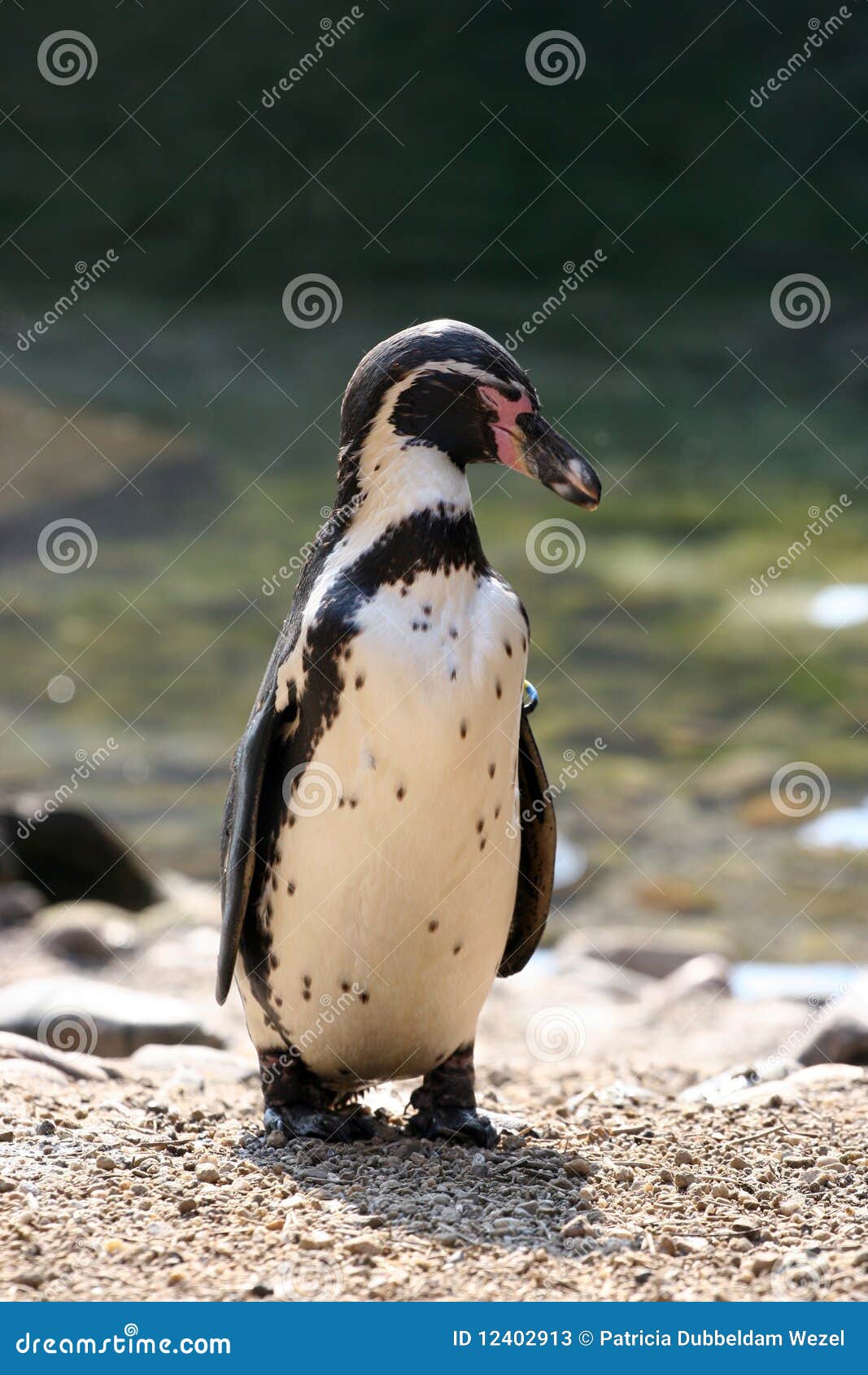 Penquin stock image. Image of feather, africa, marine - 12402913