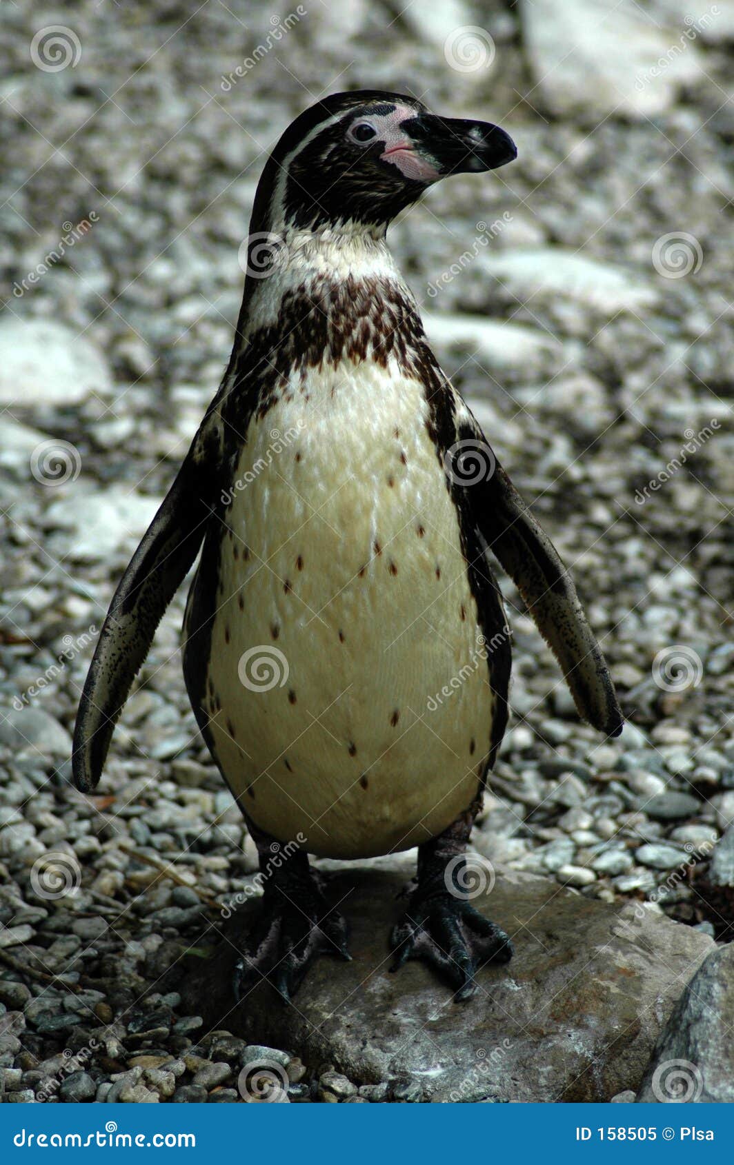 Penquin stock image. Image of portrait, white, rock, gravel - 158505