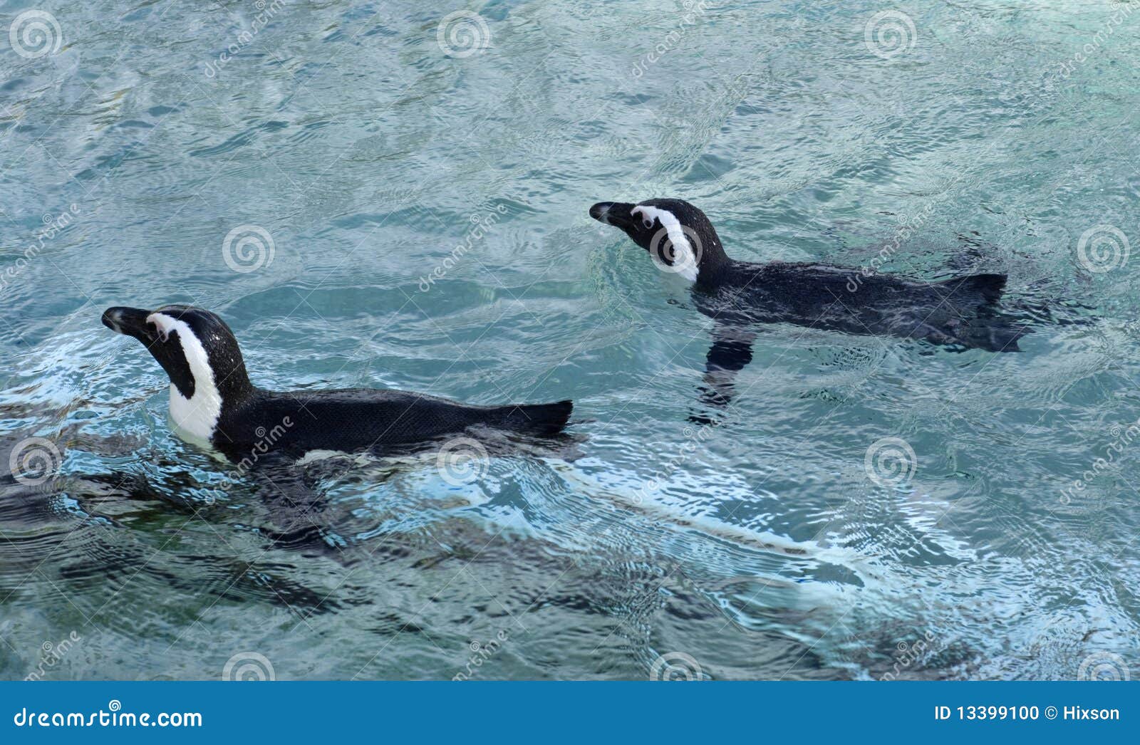 Penquins stock photo. Image of black, nature, antartica - 13399100