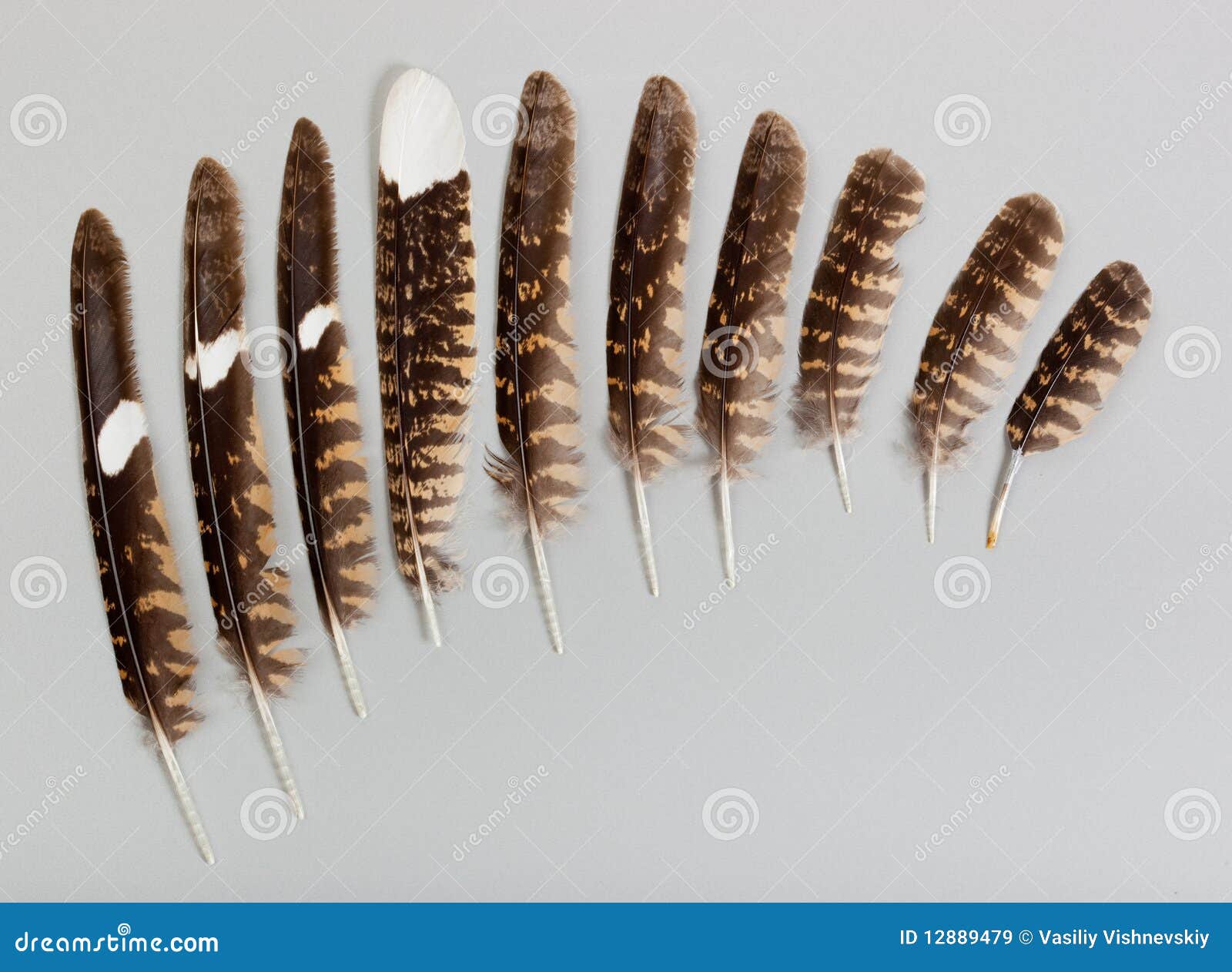 Pens of a European Nightjar, Goatsucker Stock Image - Image of isolated ...