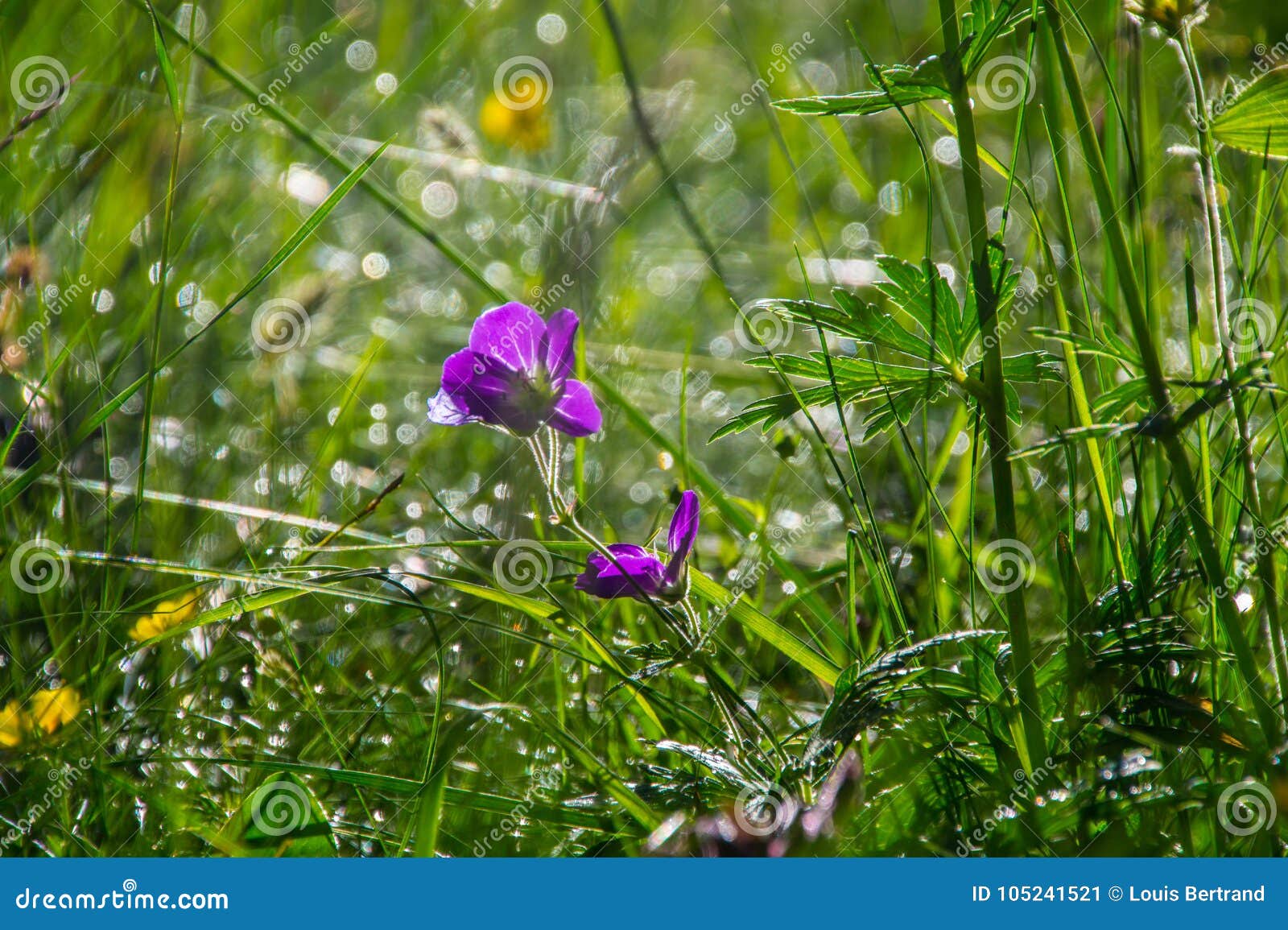 Pensee stock image. Image of park, beauty, blooming - 105241521