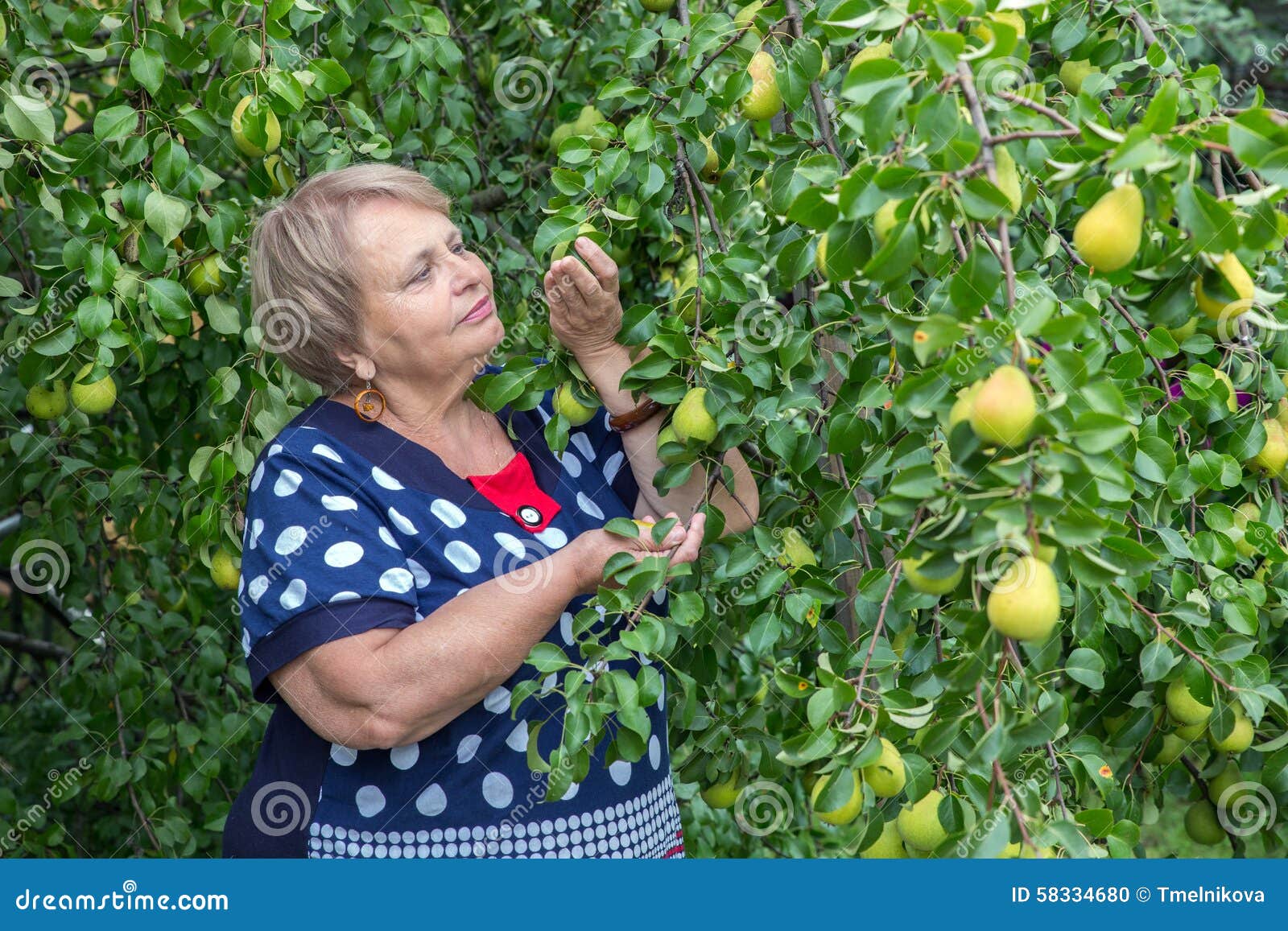 Pensioner Woman Under Pear Tree Stock Photo - Image of prepared ...