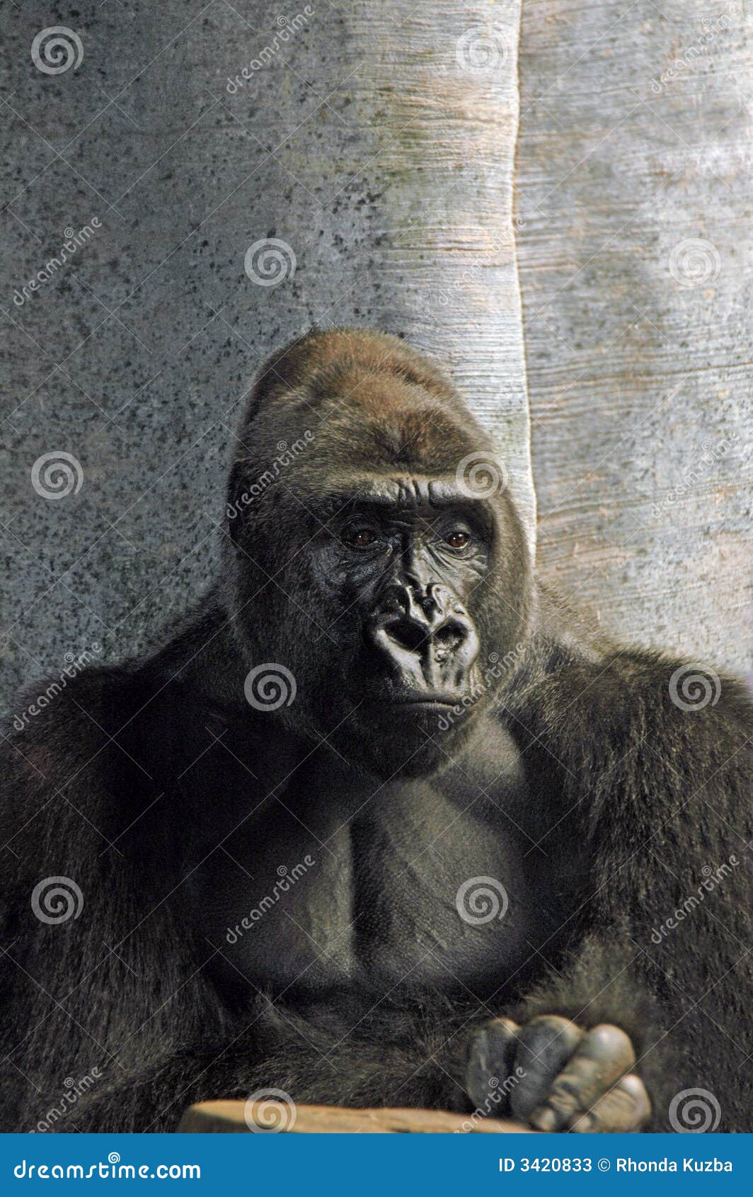 Pensive Ape stock image. Image of dangerous, hairy, monkey - 3420833