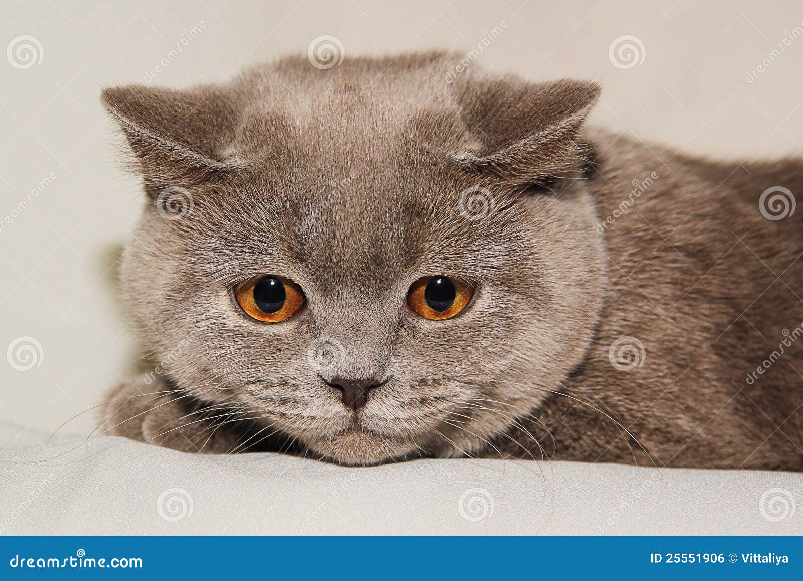 Pensive cat stock photo. Image of shot, fine, lying, studio - 25551906