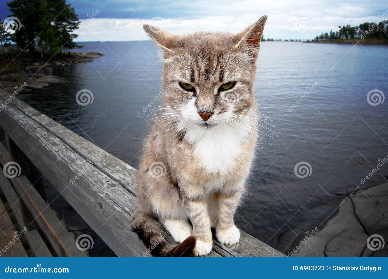 Pensive Cat Picture. Image: 6903723