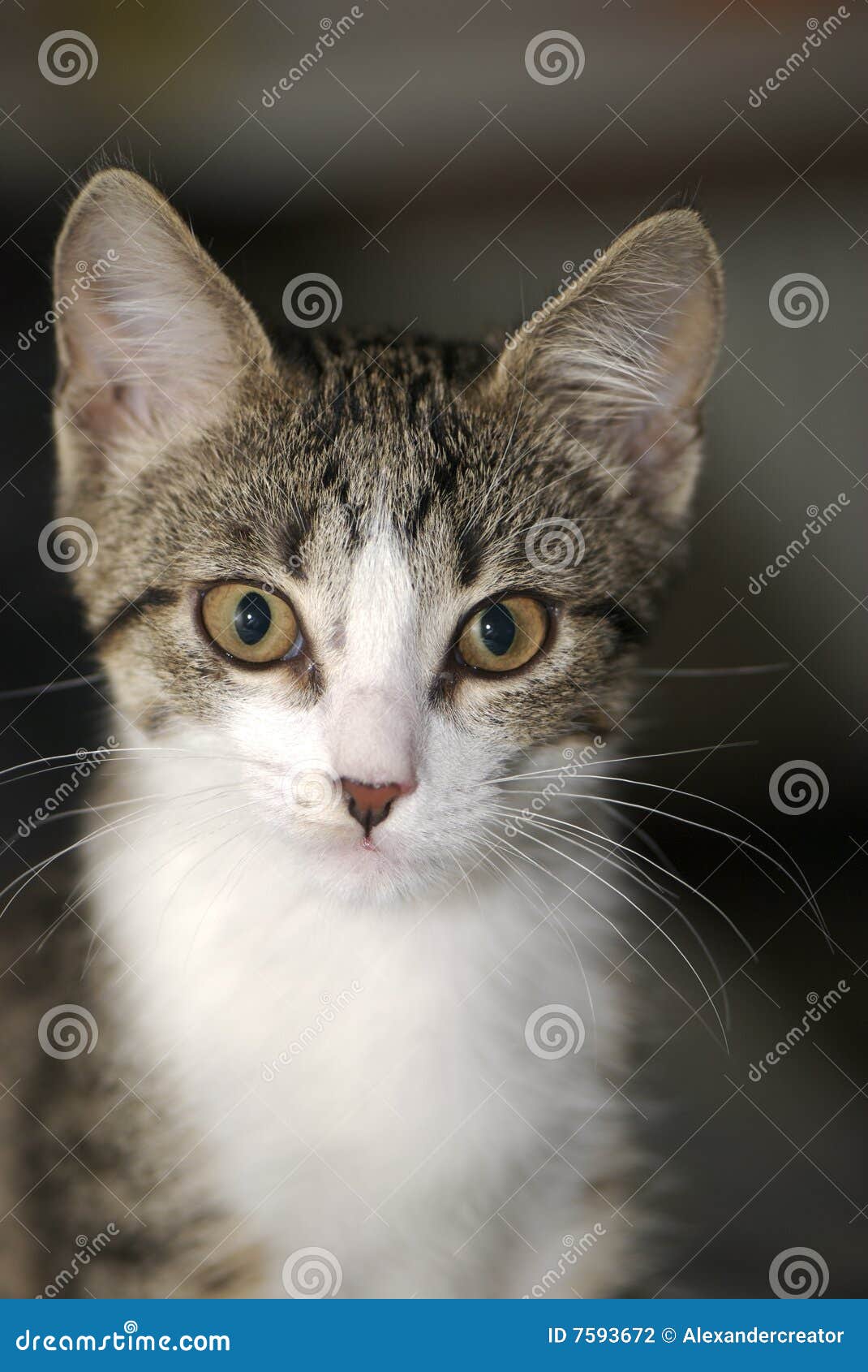 Pensive cat stock photo. Image of white, marvellous, smiling - 7593672
