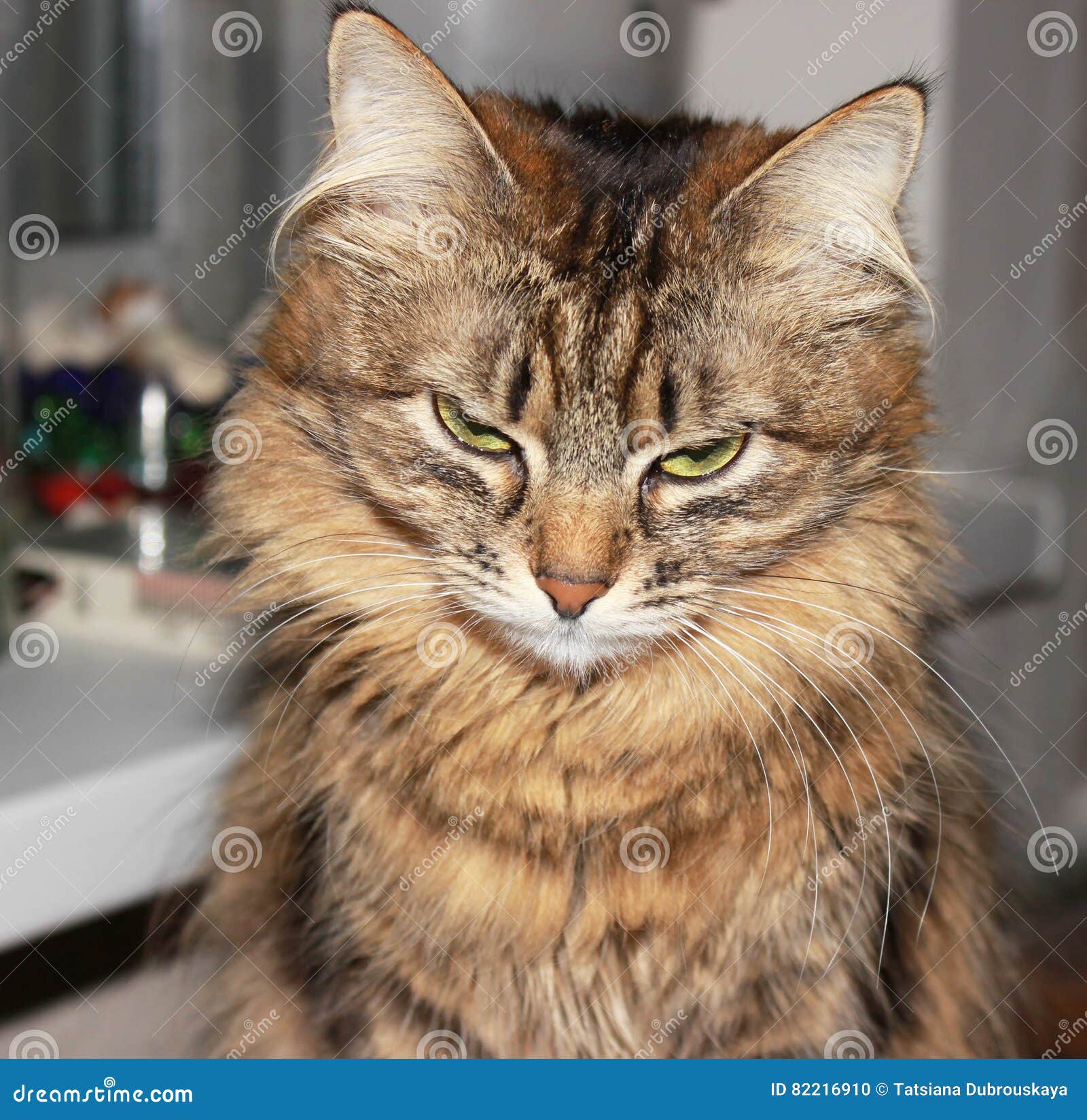 Pensive cat stock photo. Image of serious, striped, kosha - 82216910