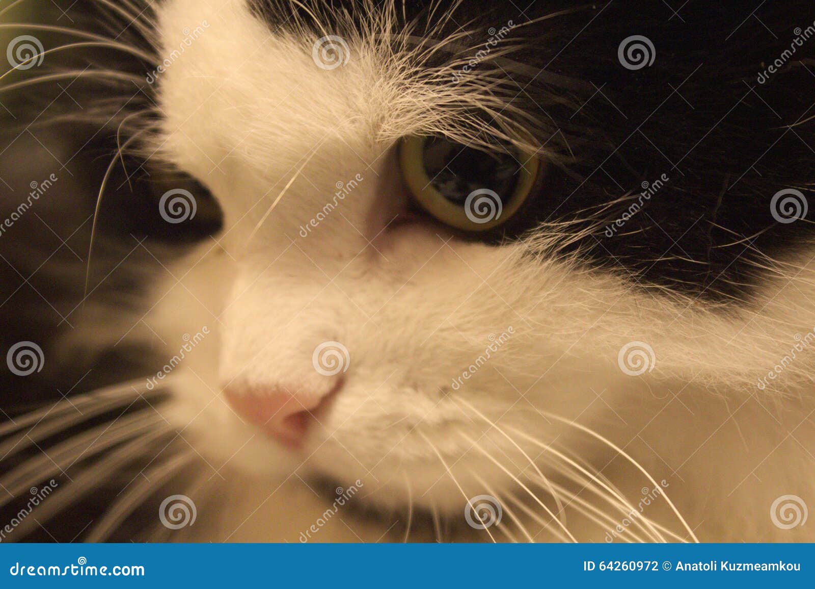 The pensive cat stock photo. Image of kitten, large, complasent - 64260972