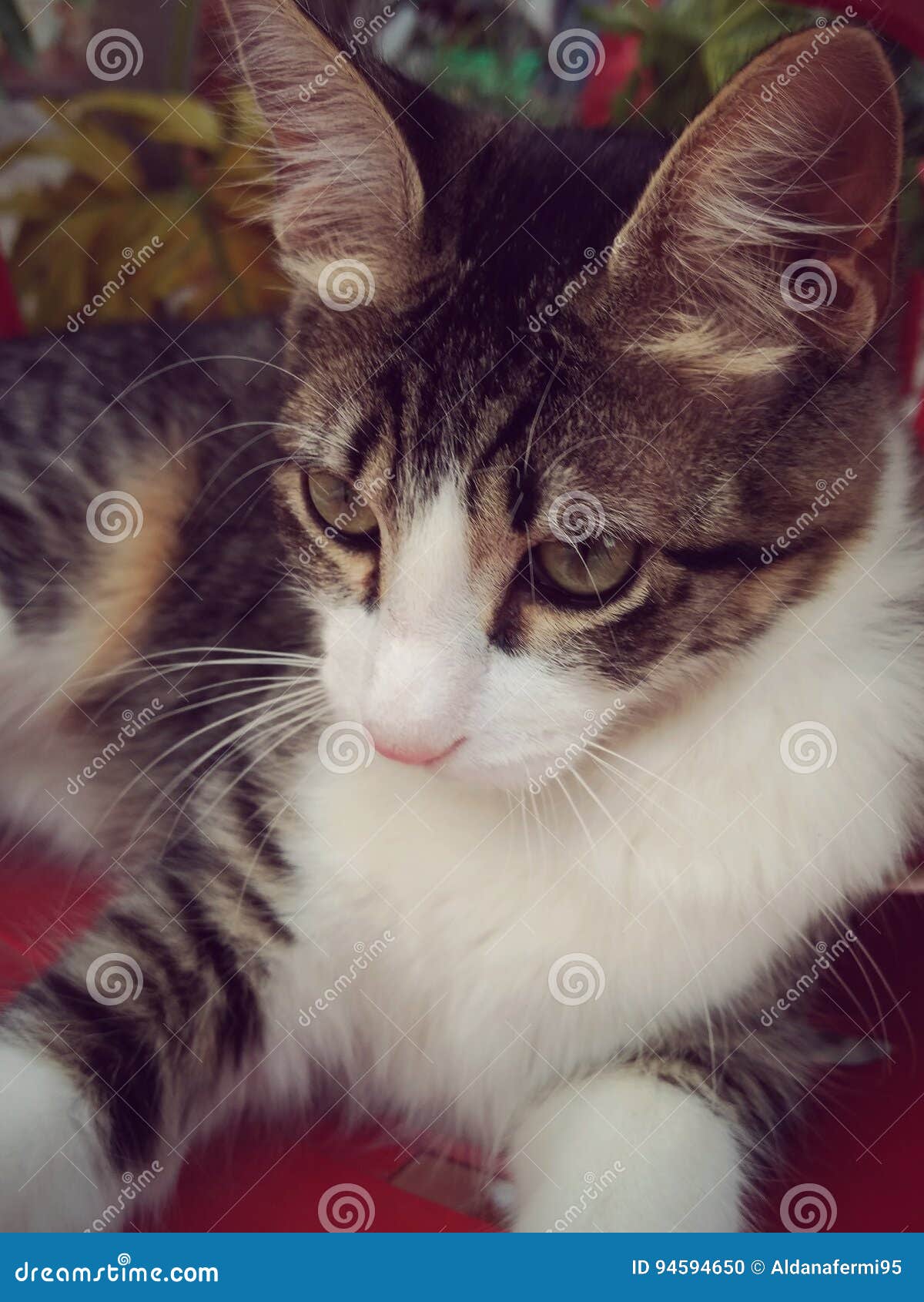 Pensive cat stock photo. Image of thoughtful, pets, horizon - 94594650