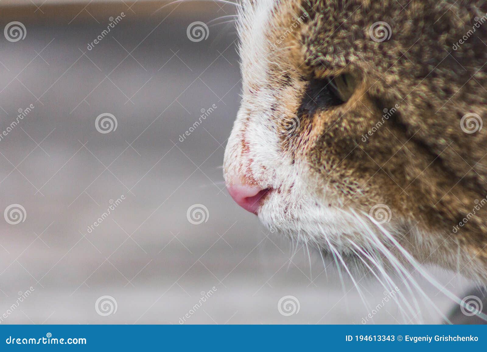 Pensive Cat Macro Portrait Calm Thoughtful Muzzle Face Eyes Stock Image ...