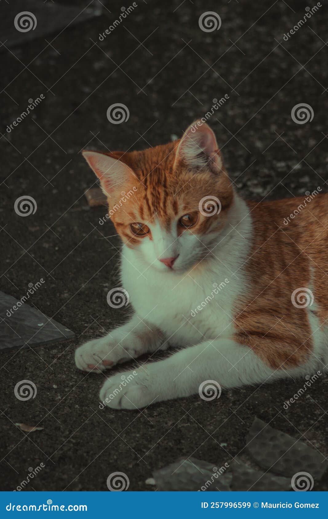 Pensive Cat Looking To Nothing Stock Image - Image of white, mammal ...