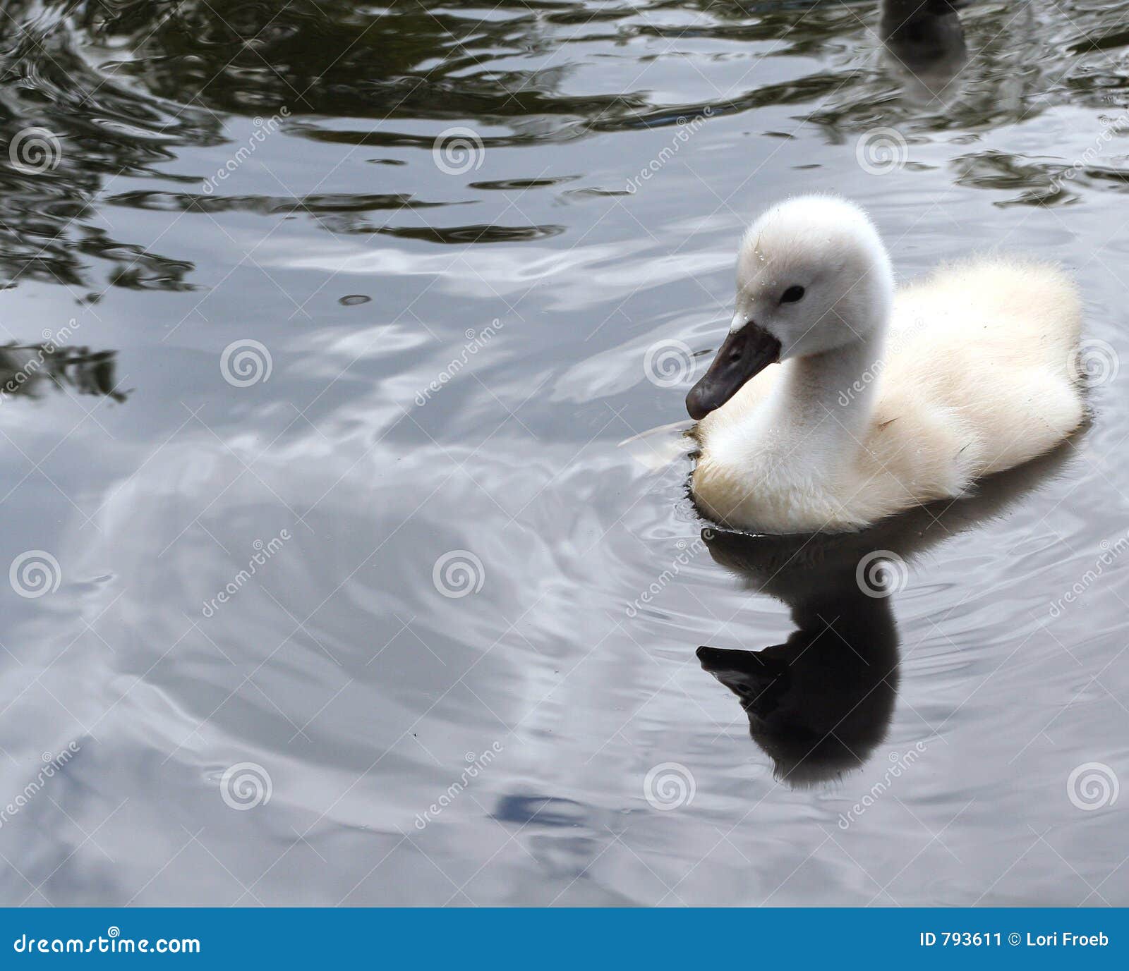Pensive Cygnet stock image. Image of baby, gray, spring - 793611