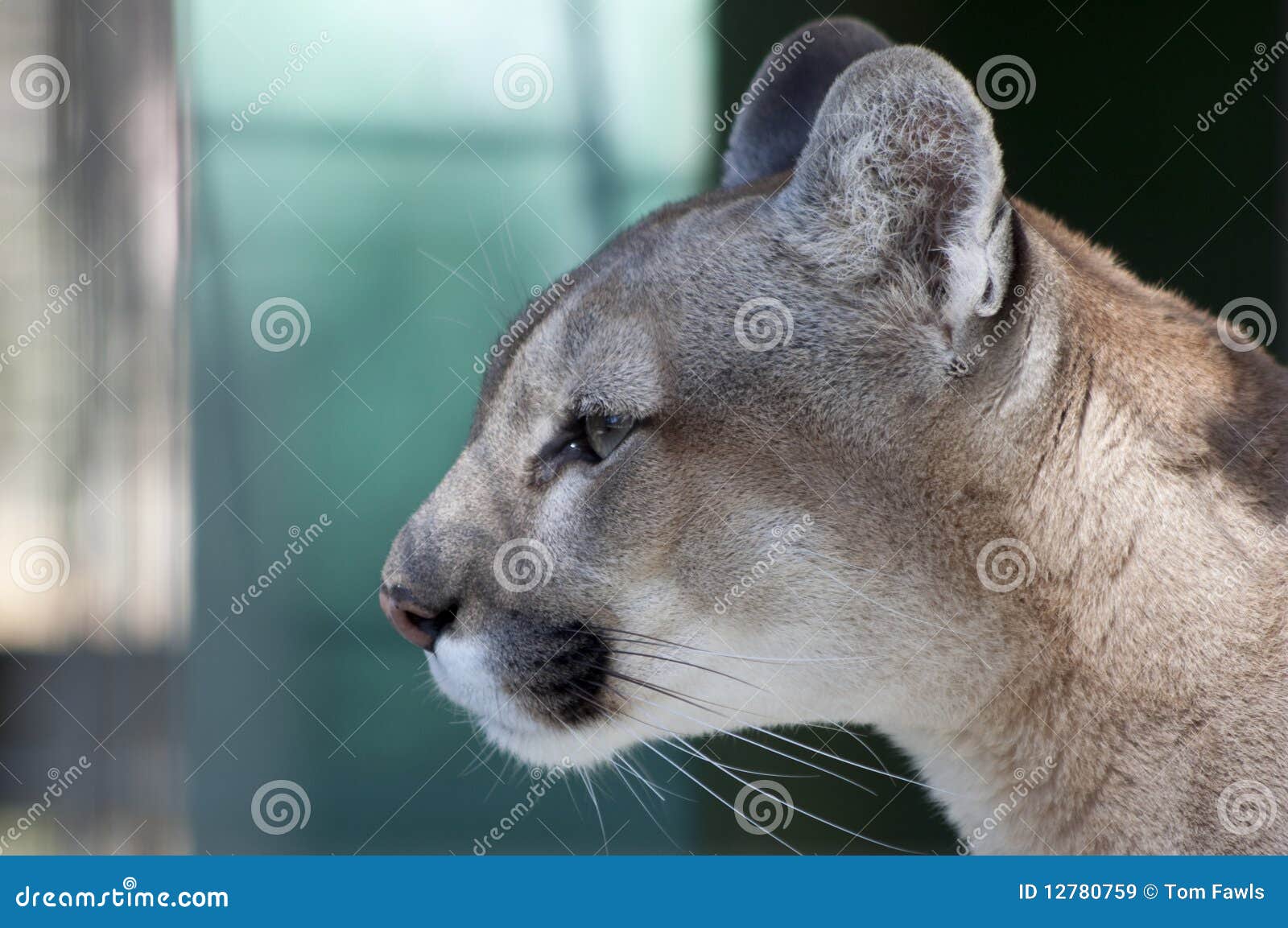Pensive Florida Panther stock image. Image of nose, panther - 12780759