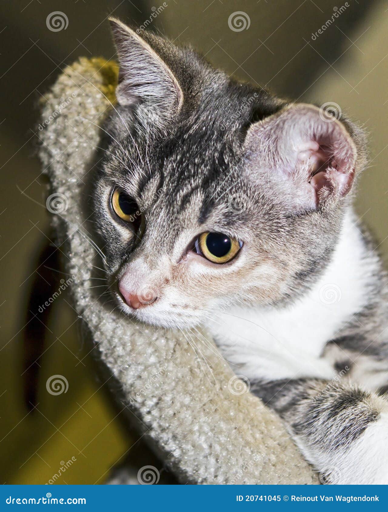 Pensive kitten stock image. Image of feline, contemplative - 20741045