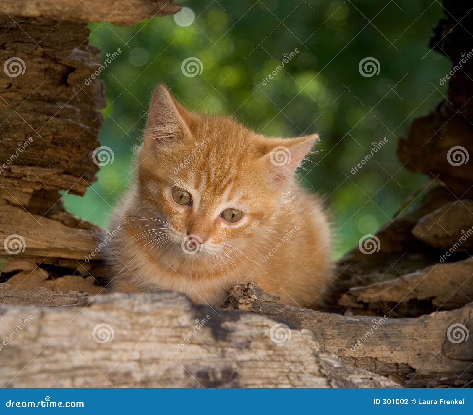 Pensive kitten stock photo. Image of youth, little, wood - 301002