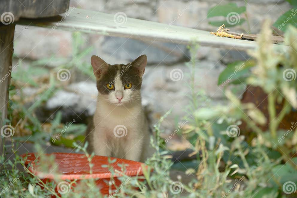 Pensive Kitten in the Grass Stock Image - Image of face, green: 55825275