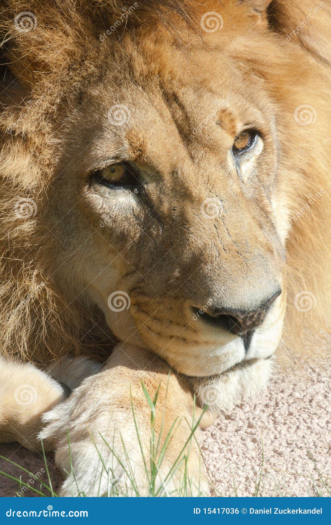 Pensive lion stock photo. Image of exotic, coat, outdoor - 15417036