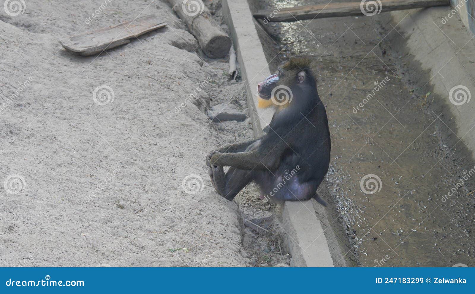 Pensive Mandrill Monkey. Mandrillus Sphinx Stock Image - Image of world ...