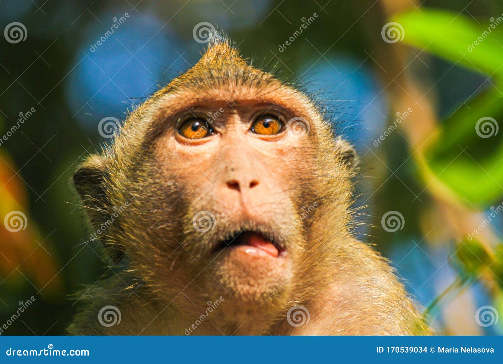 Pensive Monkey in the Jungles Stock Photo - Image of jungles, family ...