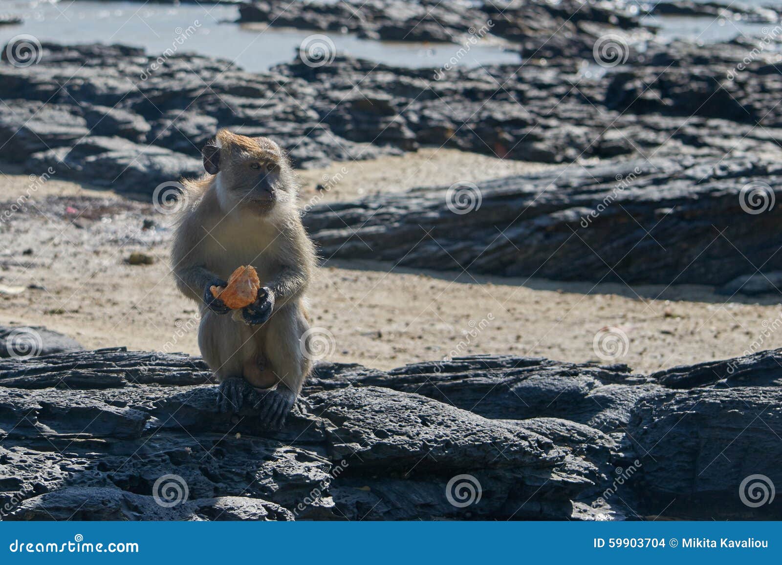 Pensive Monkey with a Meal on the Beach Stock Photo - Image of stone ...