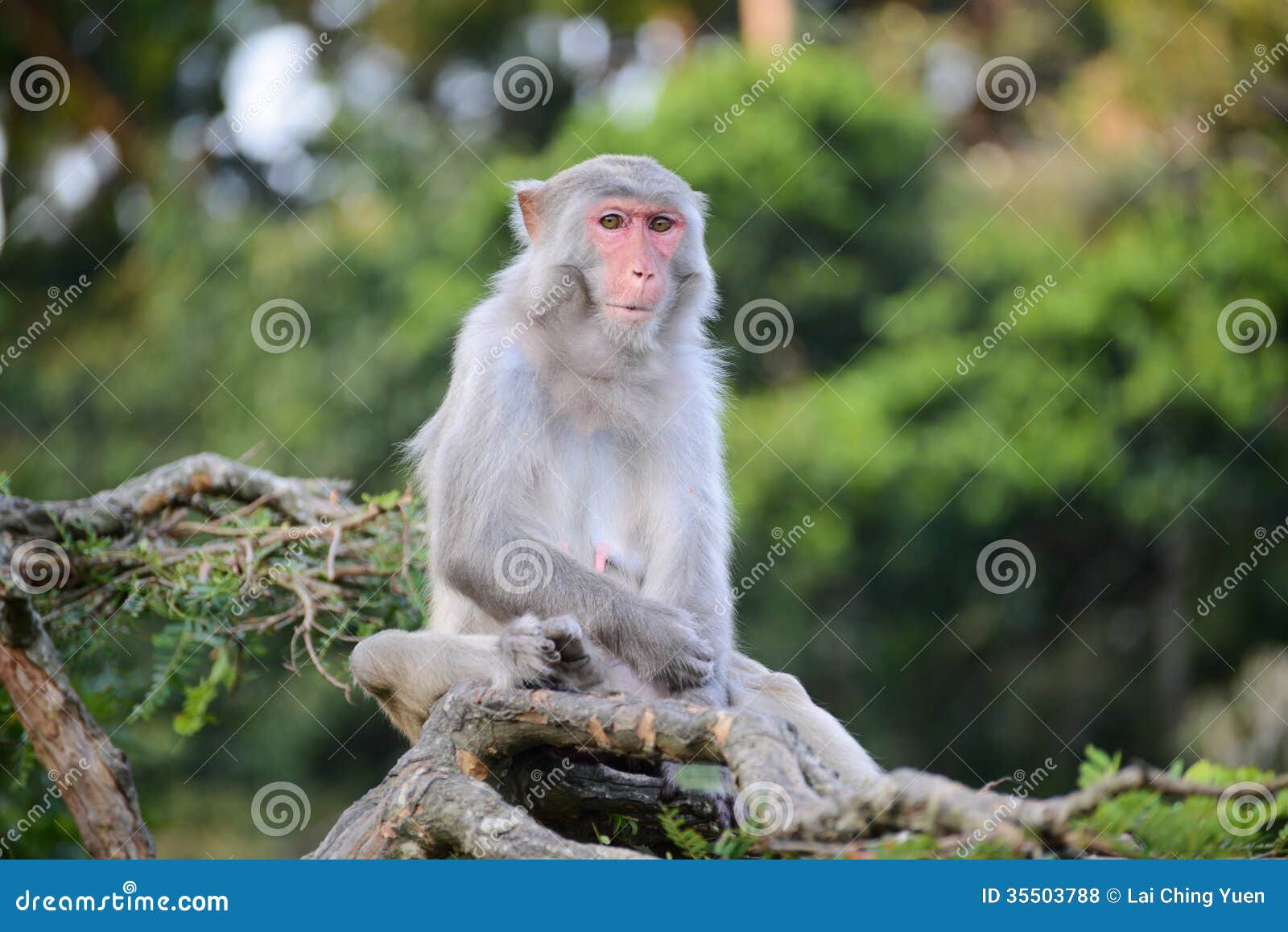 Pensive Monkey Sit on the Tree Stock Photo - Image of pensive, aged ...