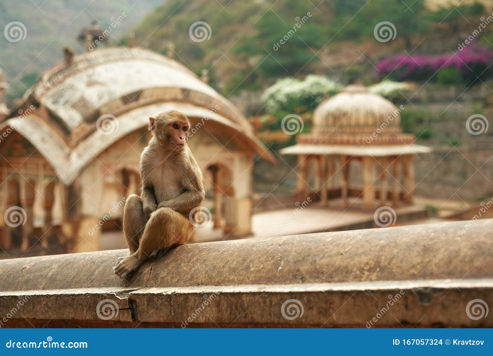 Pensive Monkey Sits in Monkey Temple. Cute Monkey at Ancient Temple ...