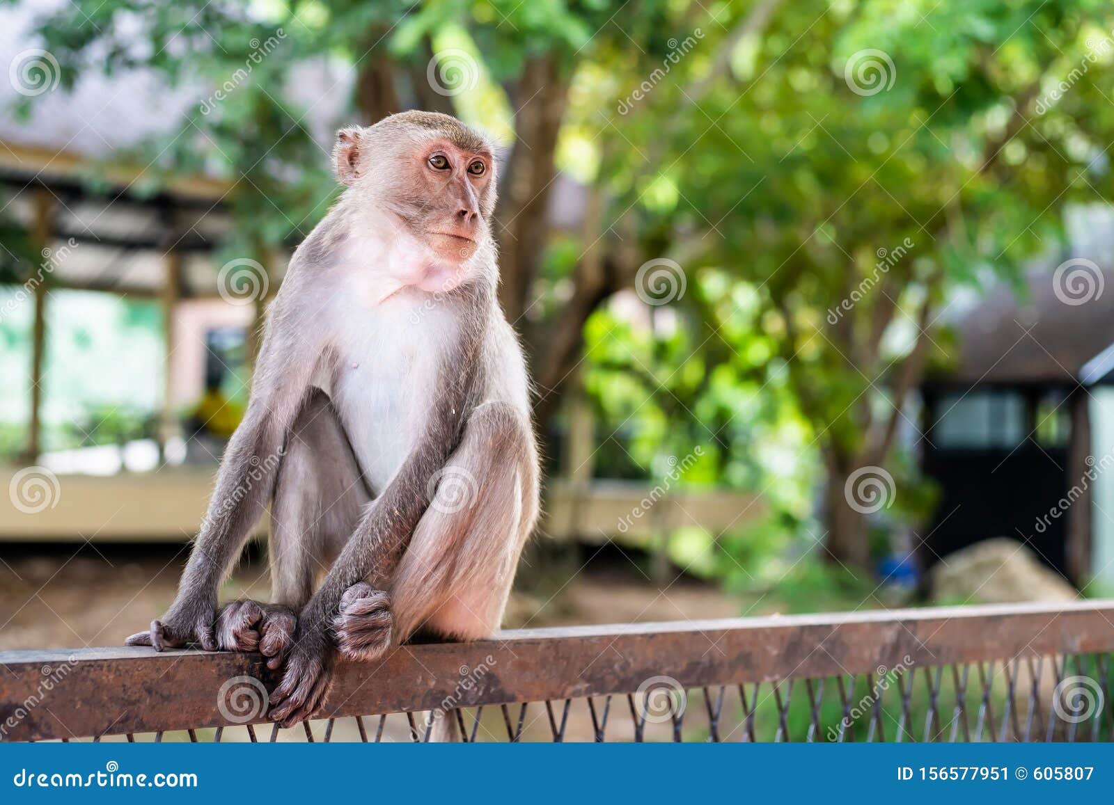 Pensive Monkey Sits on a Tree Branch in Nature Stock Image - Image of ...