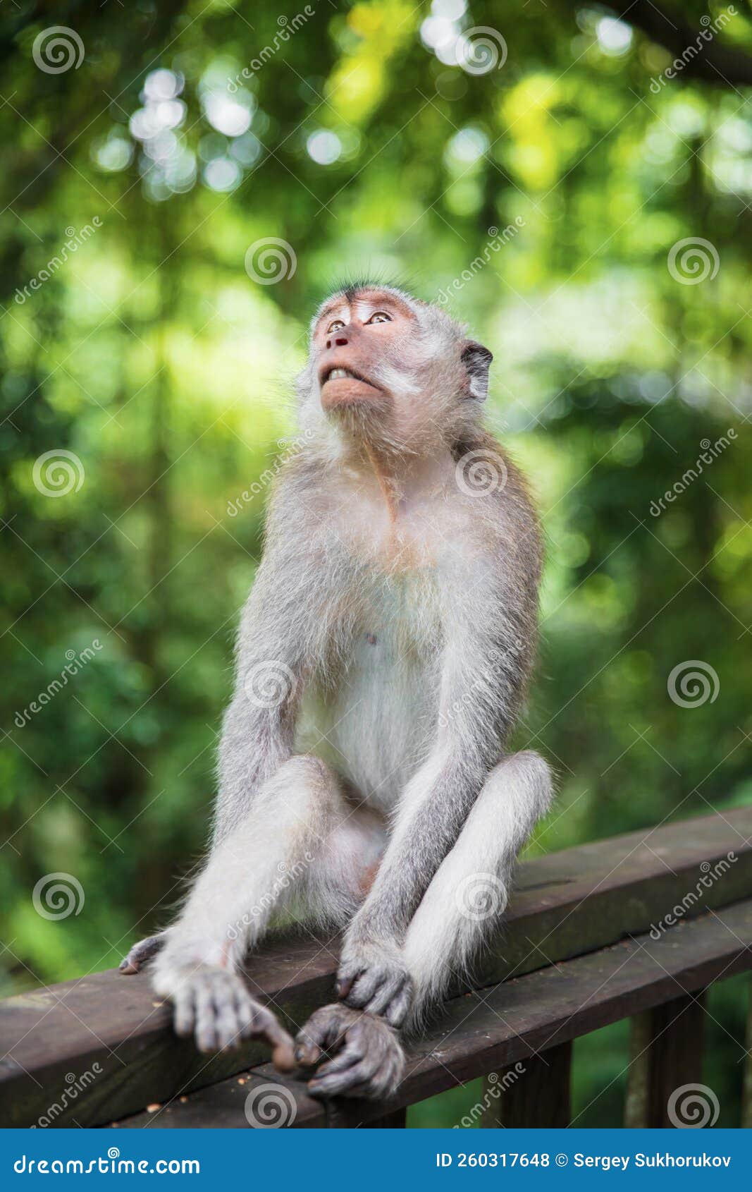 Pensive Monkey Sit On The Tree Stock Photo | CartoonDealer.com #35503788