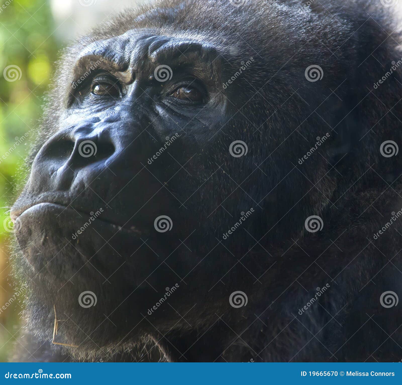 Pensive Orangutan stock photo. Image of pensive, gorilla - 19665670