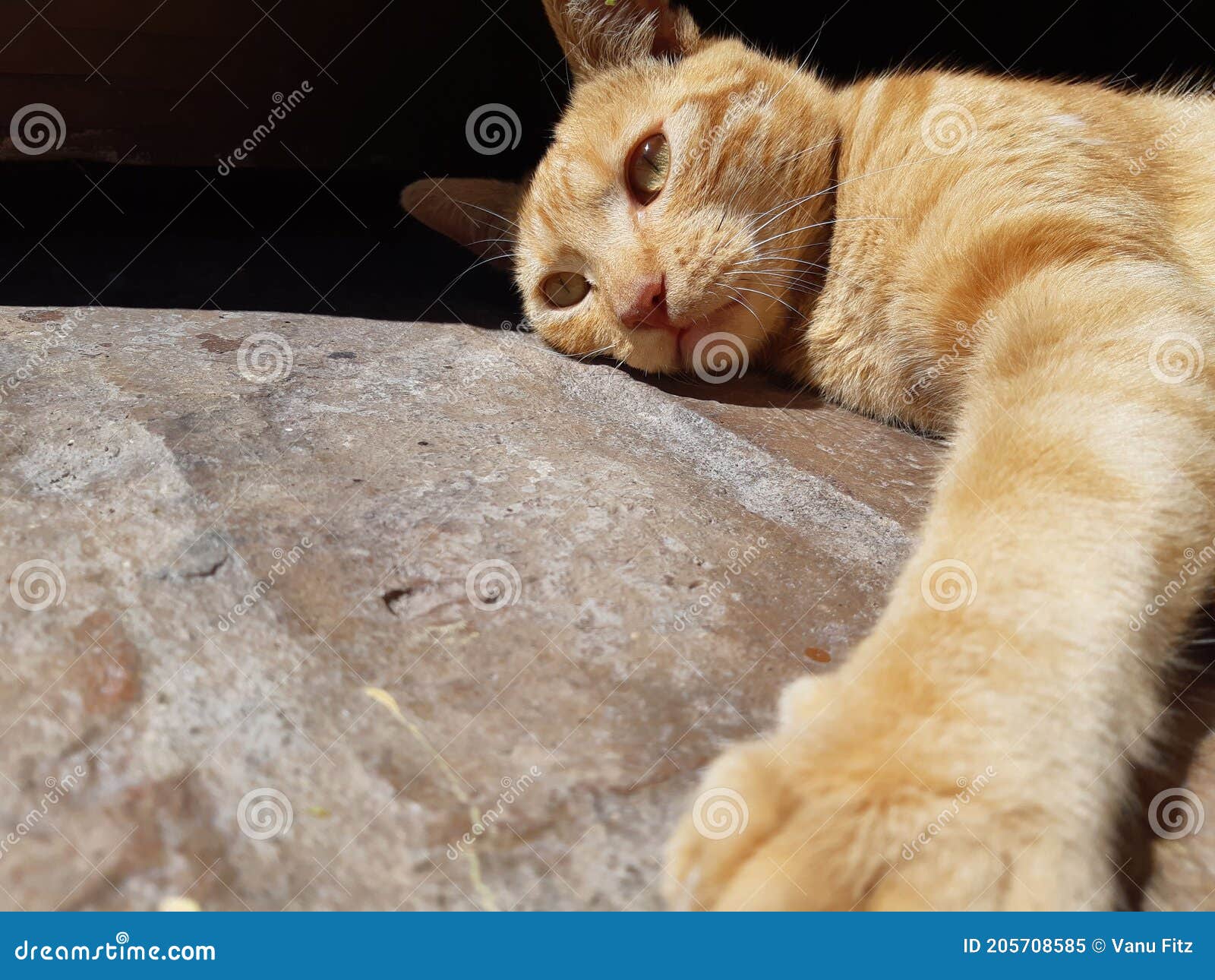 Pensive yellow cat stock image. Image of wildlife, skin - 205708585