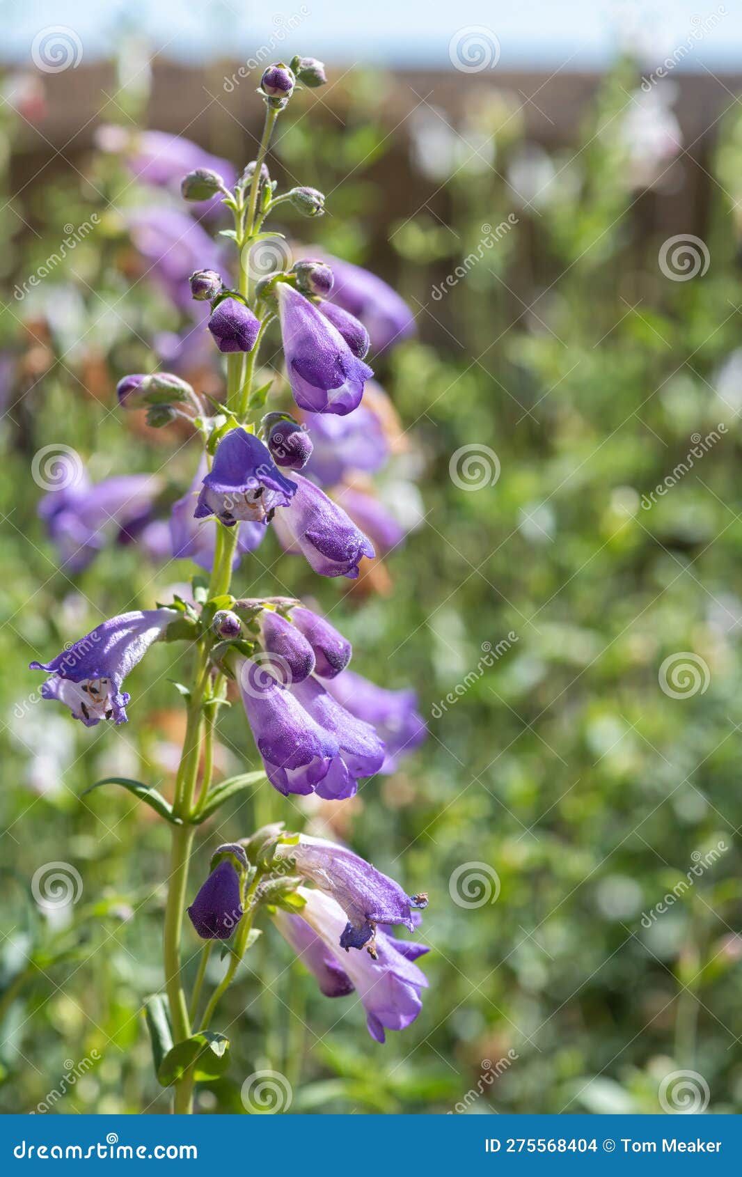 Penstemon stock photo. Image of beardtongue, outdoor - 275568404