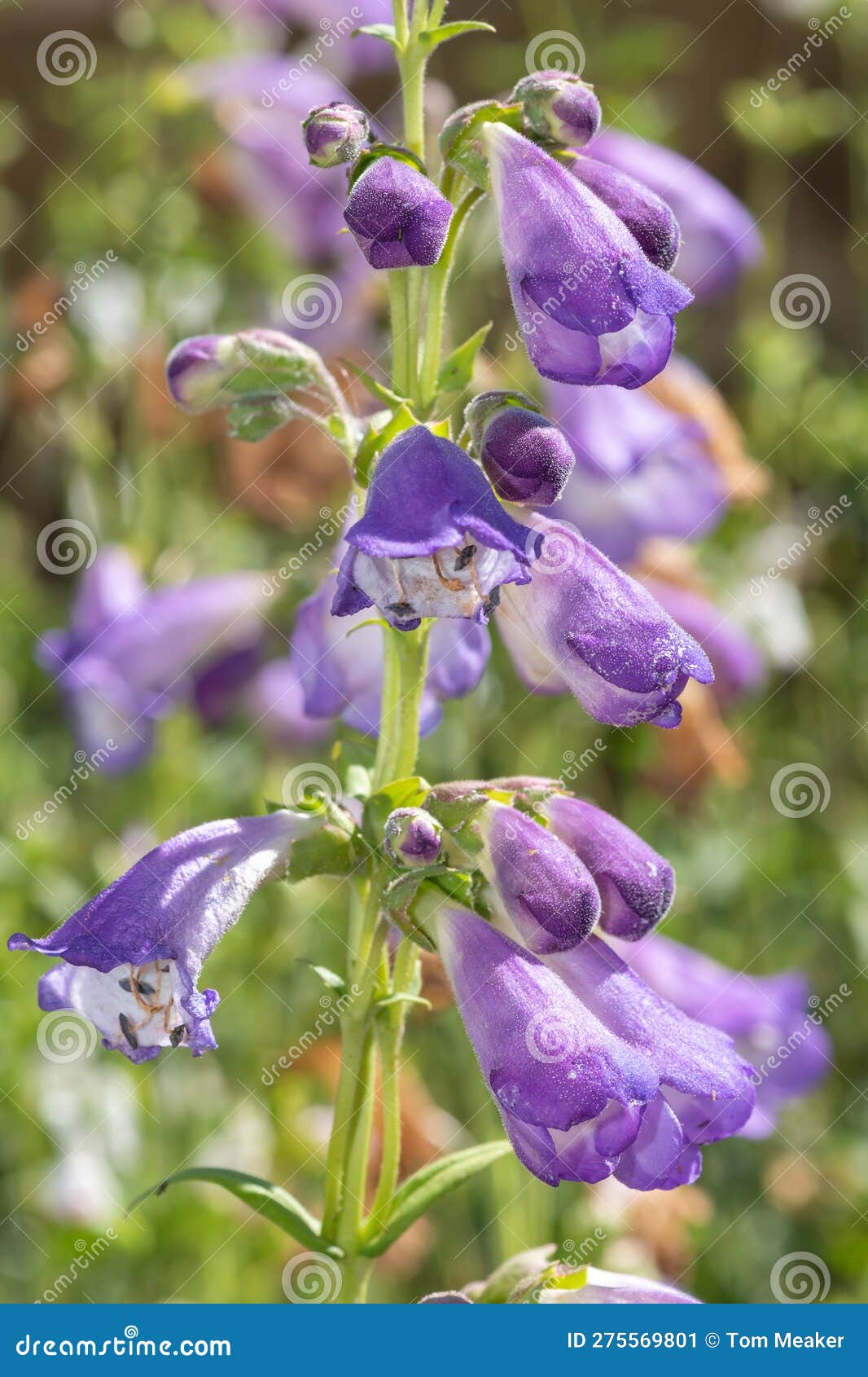 Penstemon stock image. Image of beardtongue, summer - 275569801