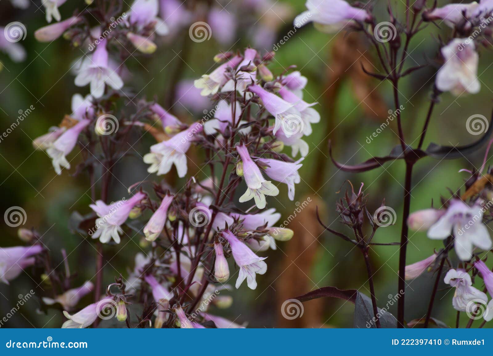 Penstemon digitalis stock photo. Image of impressive - 222397410